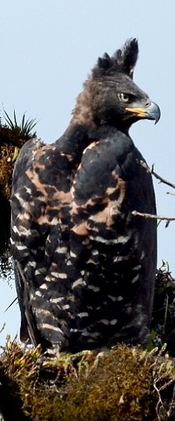 African Crowned Eagle